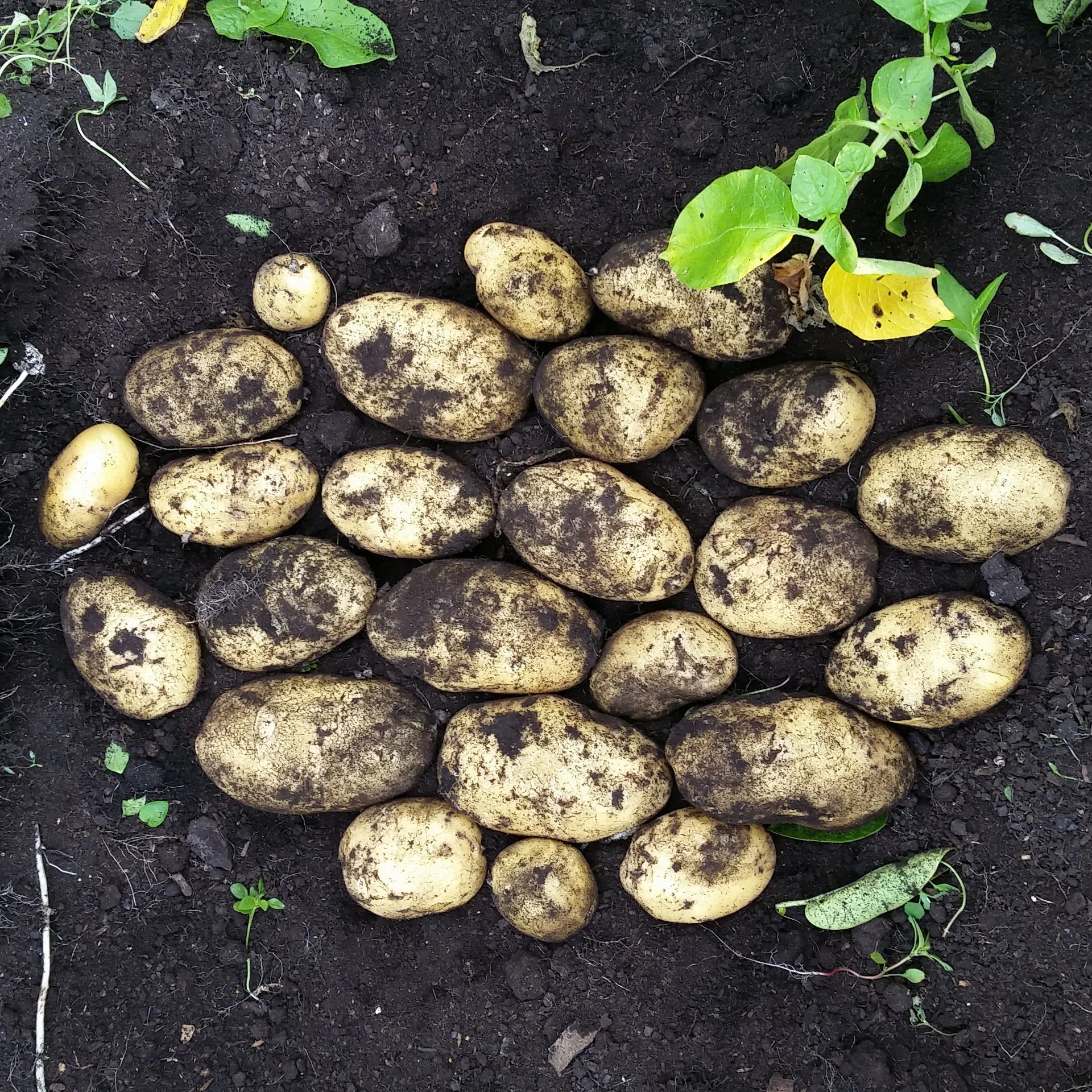 Localicious Produce Box — Rondriso Farms