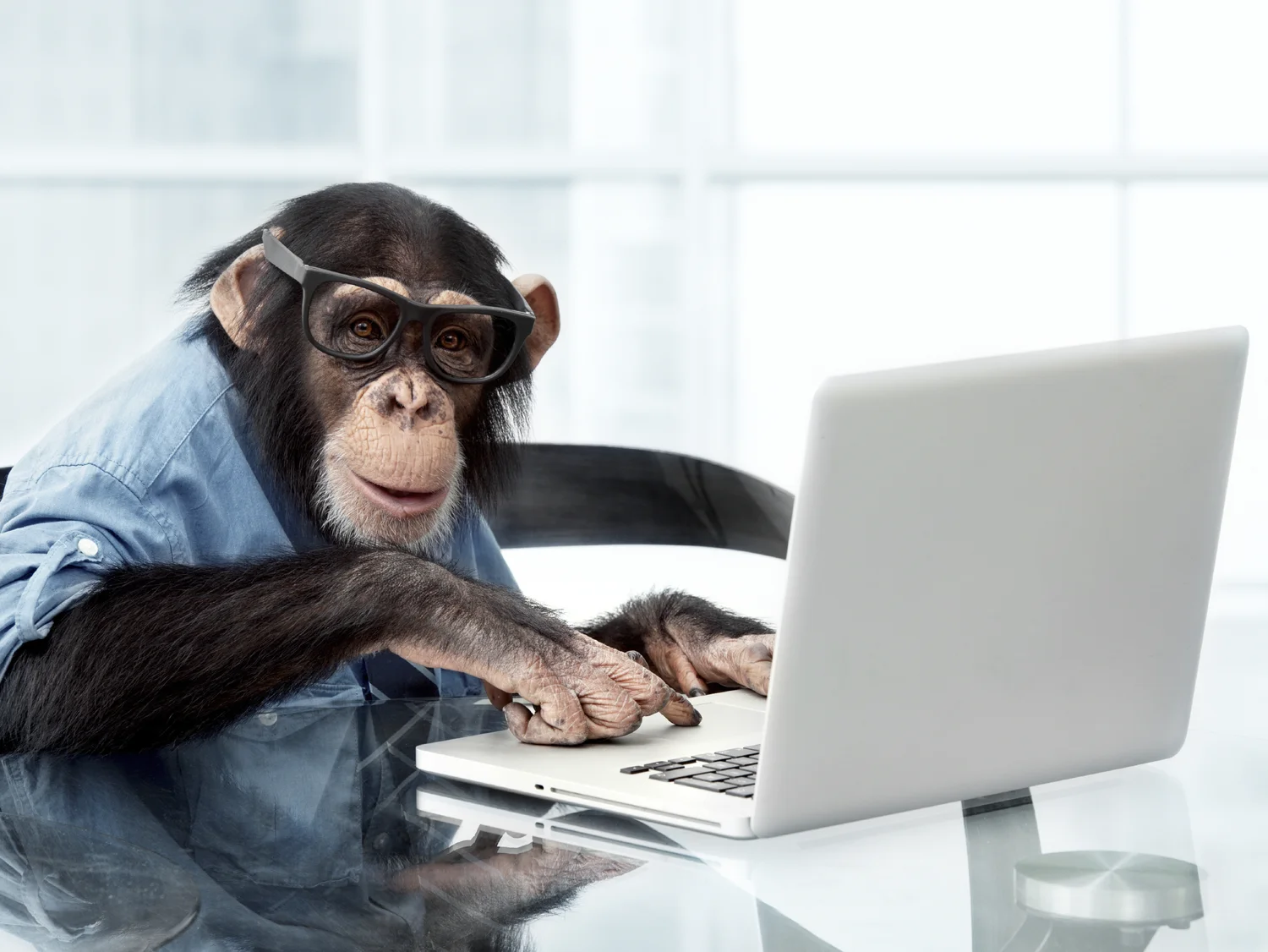 Working With Monkeys Commercial