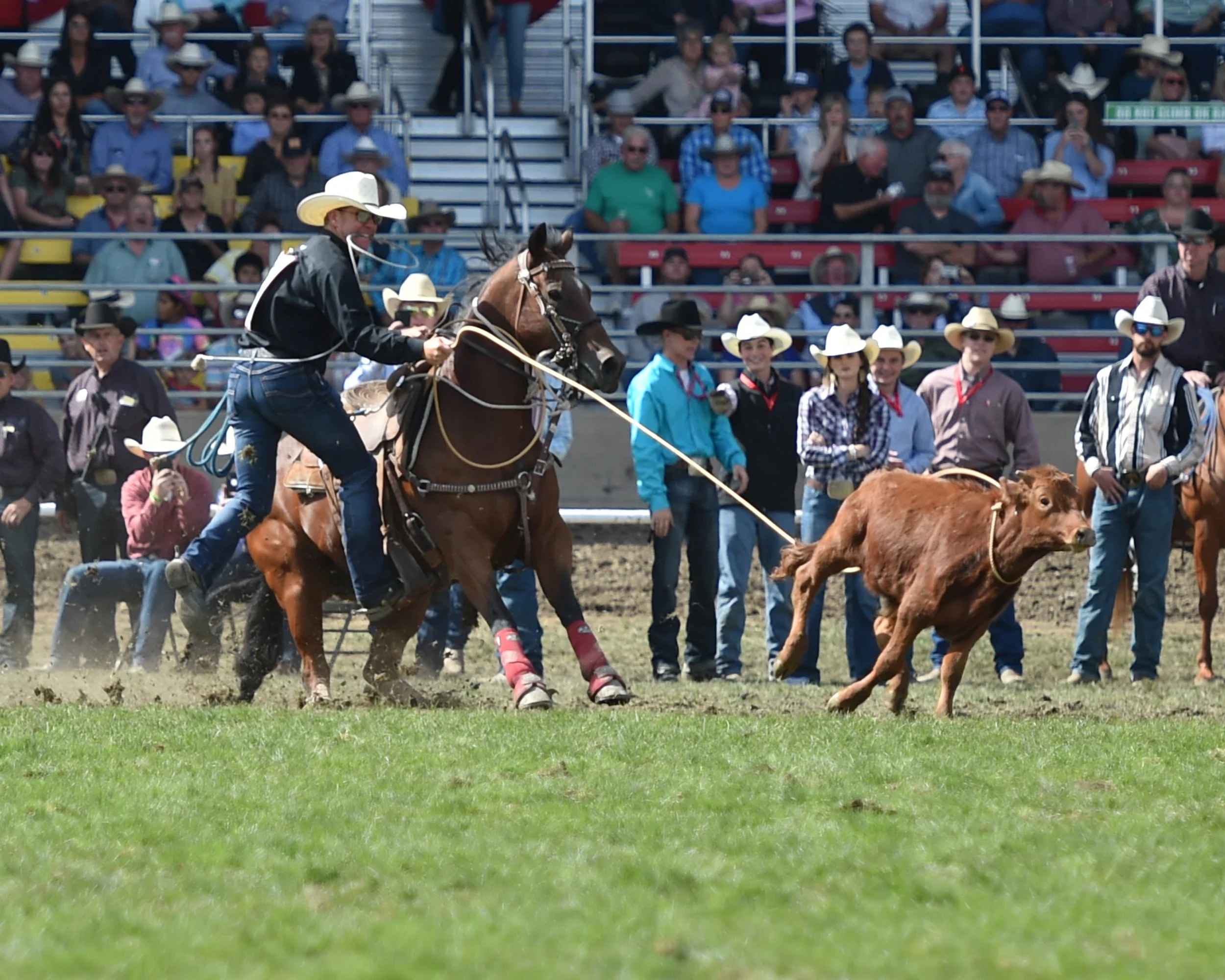 Custom Living Quarters Horse Trailers