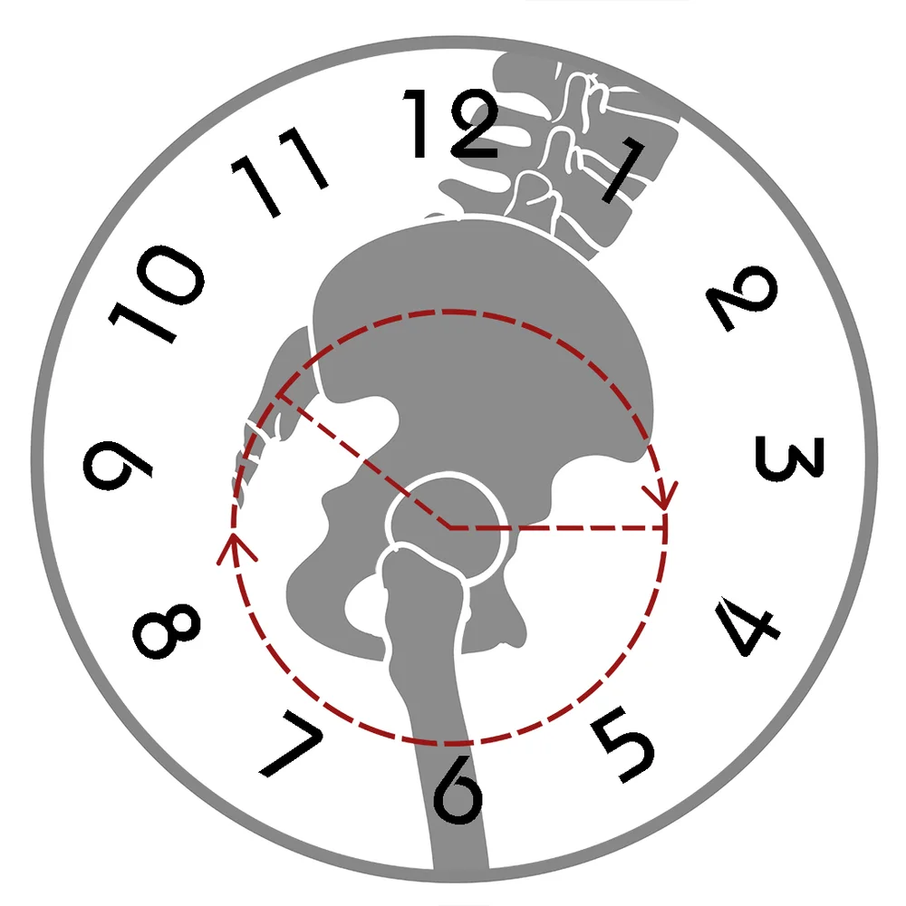 ANTERIOR PELVIC TILT — Pelvic Clock® Exercise Device