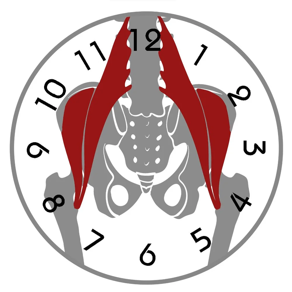 Stretches for Hips & Lower Back — Pelvic Clock® Exercise Device