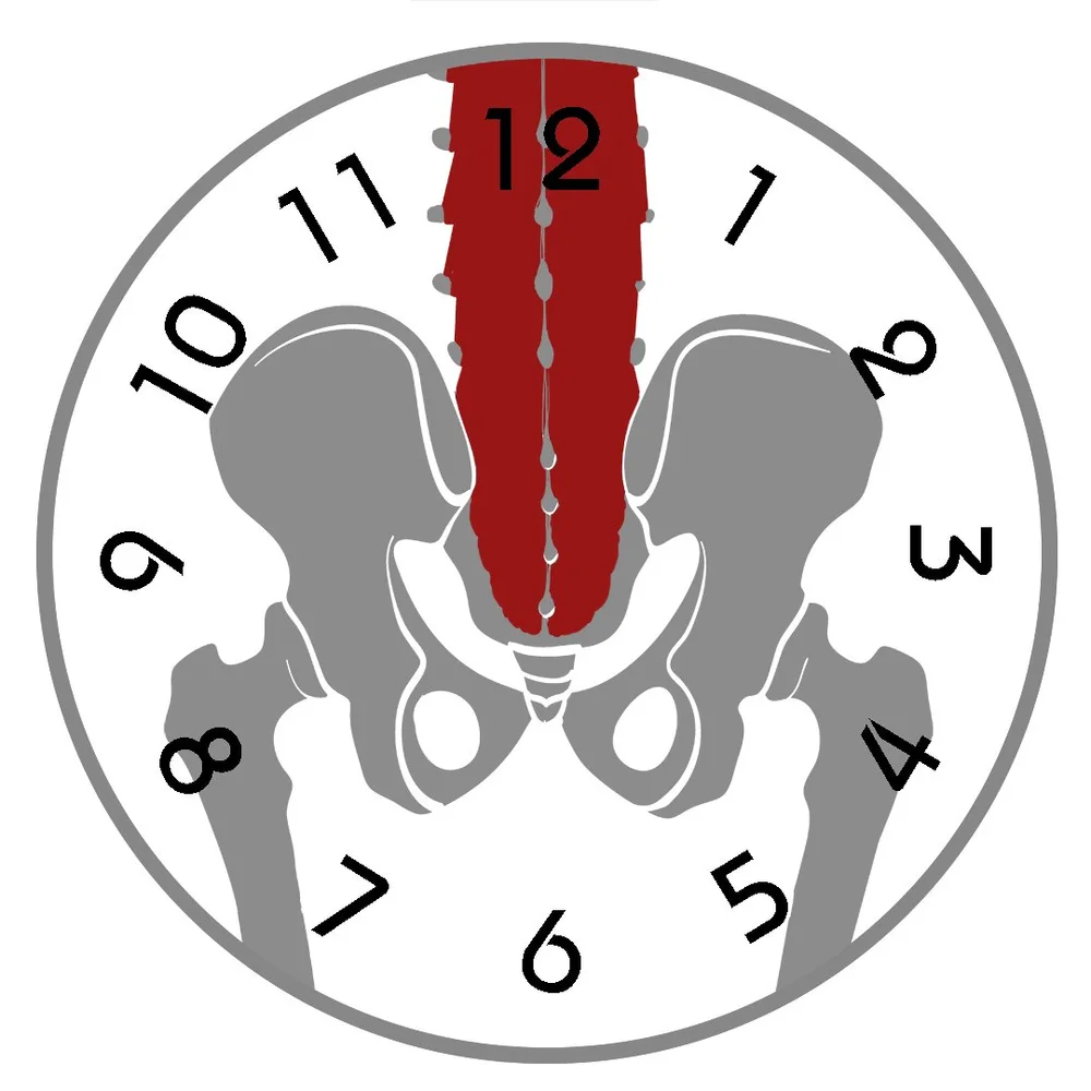 Stretches for Hips & Lower Back — Pelvic Clock® Exercise Device