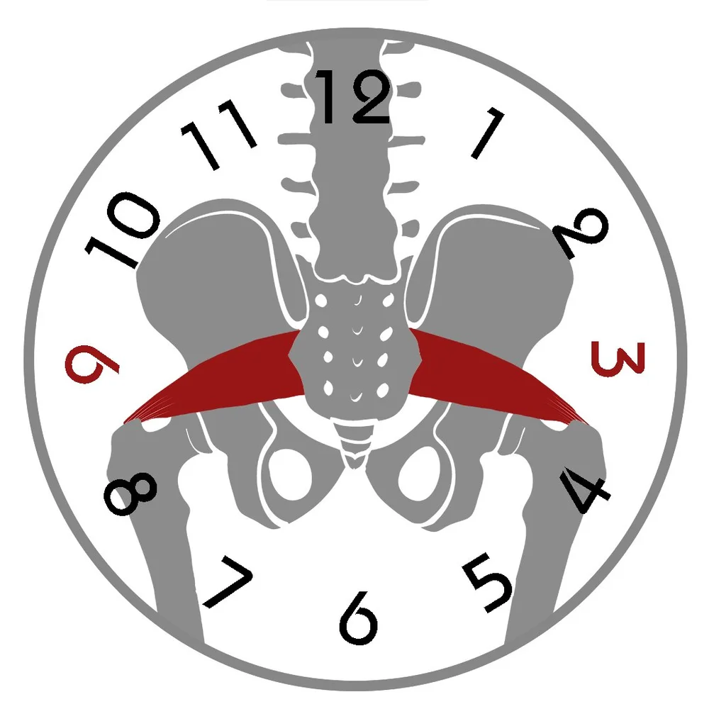 Stretches for Hips & Lower Back — Pelvic Clock® Exercise Device