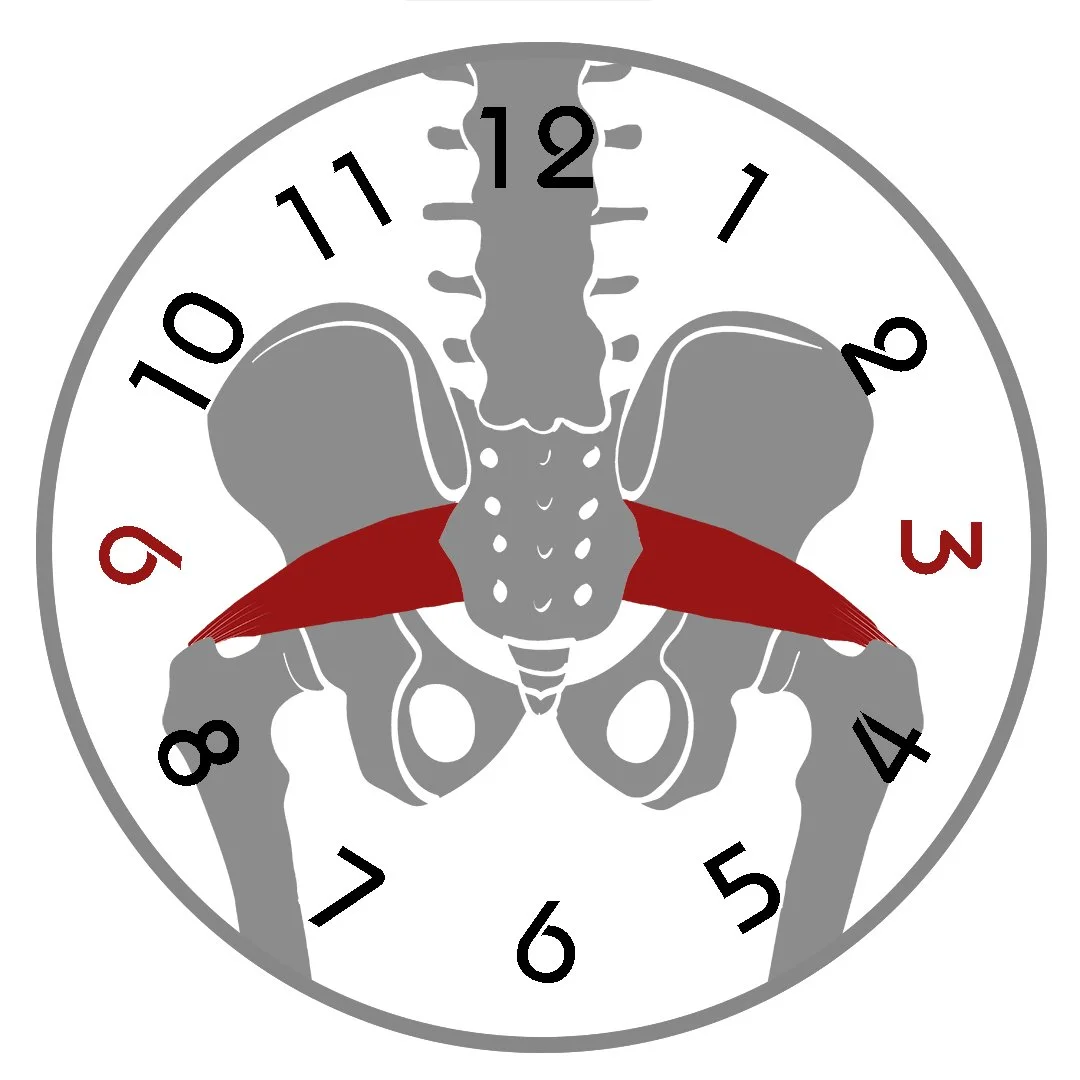 Stretches for Hips & Lower Back — Pelvic Clock® Exercise Device