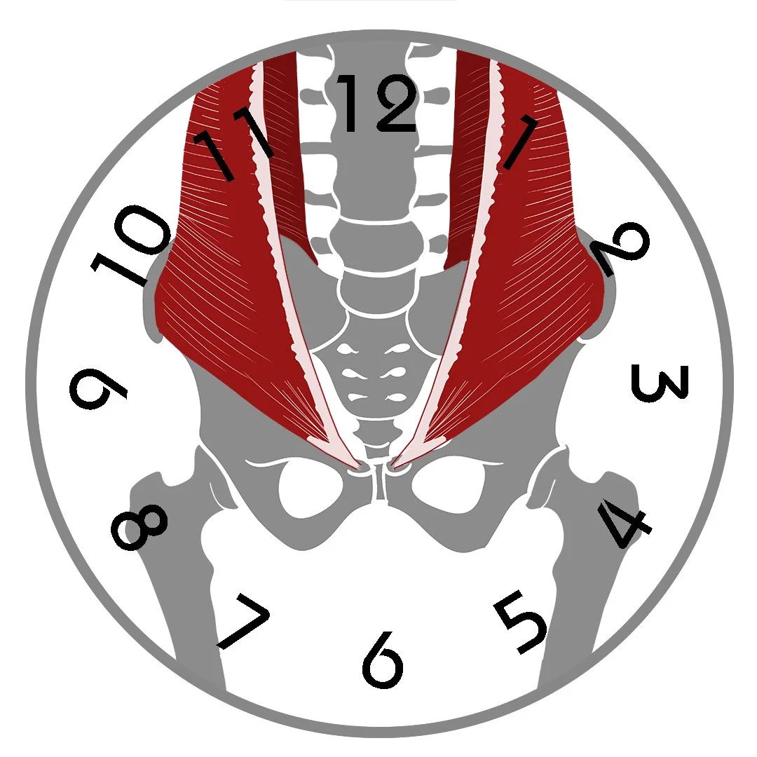 Stretches for Hips & Lower Back — Pelvic Clock® Exercise Device