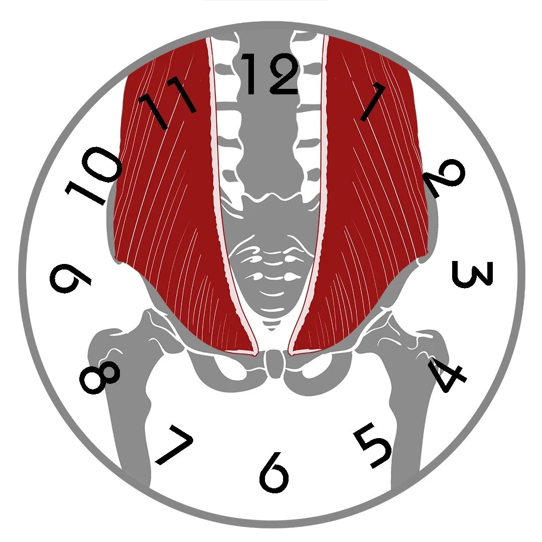 Stretches for Hips & Lower Back — Pelvic Clock® Exercise Device