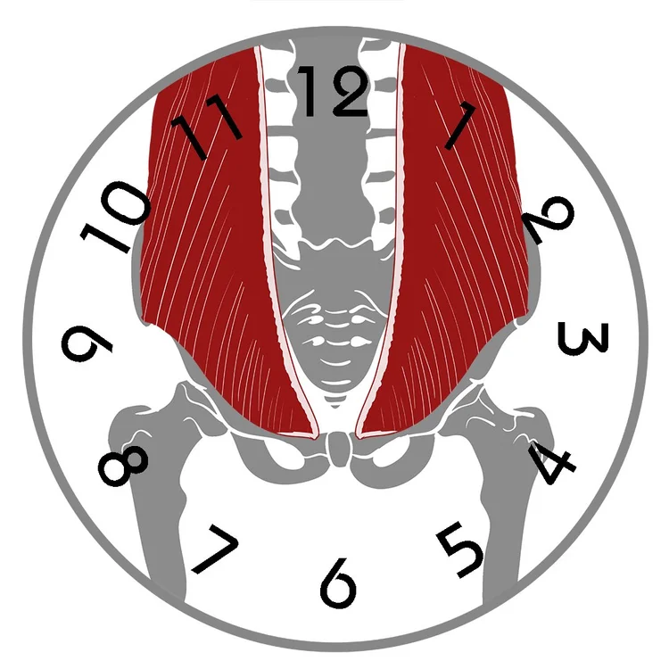 Stretches for Hips & Lower Back — Pelvic Clock® Exercise Device