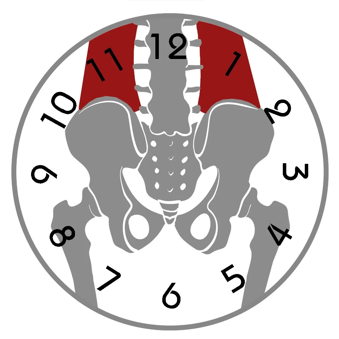 Stretches for Hips & Lower Back — Pelvic Clock® Exercise Device