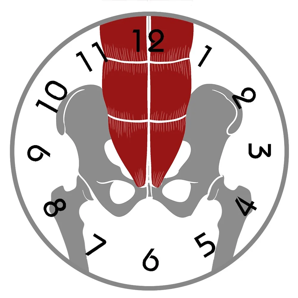Stretches for Hips & Lower Back — Pelvic Clock® Exercise Device