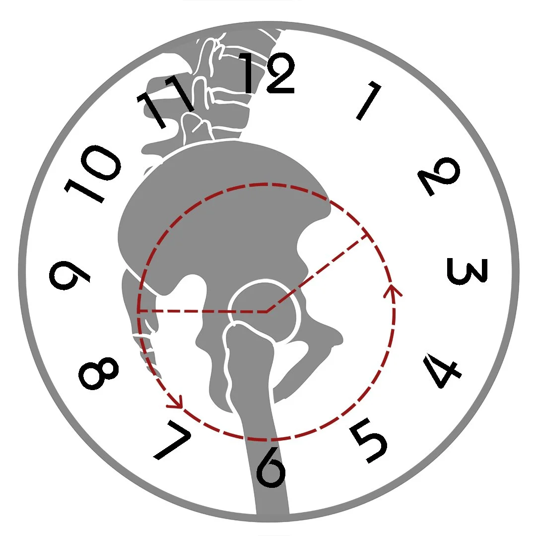 Pelvic Clock® Exercises for Swayback Posture Correction — Pelvic Clock ...