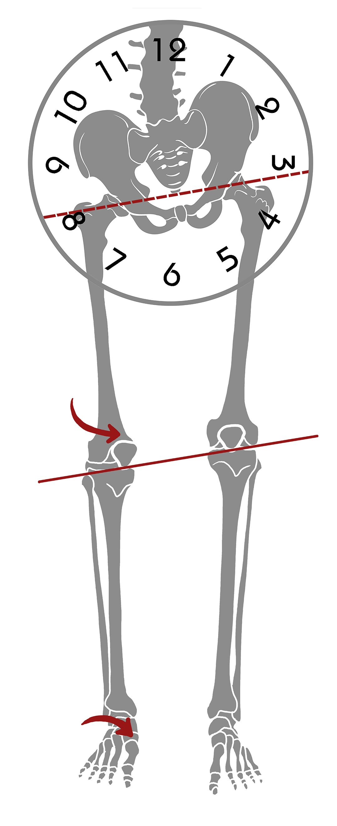 About - DE — Pelvic Clock® Exercise Device