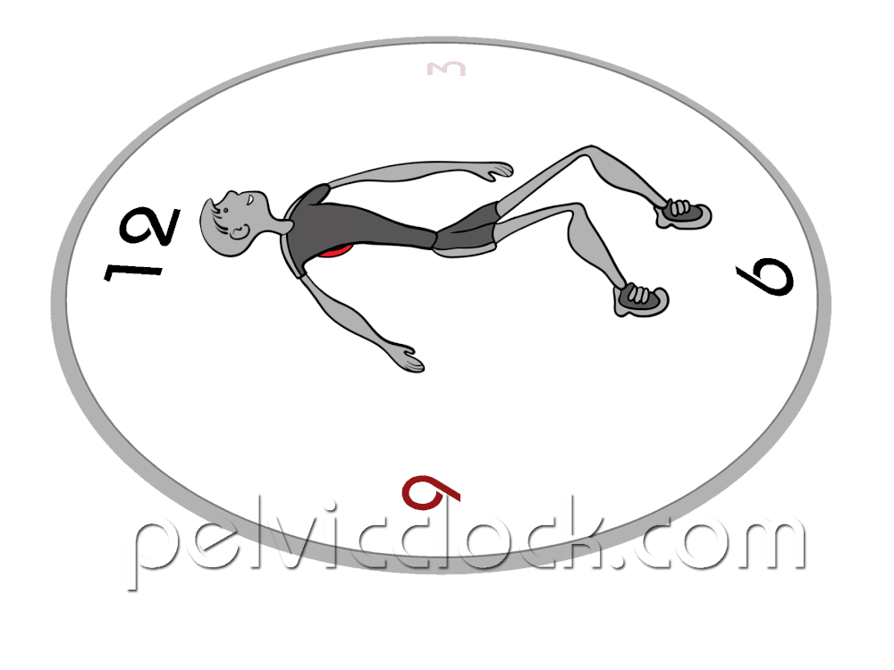 Pelvic Clock® Exercises for Swayback Posture Correction — Pelvic Clock ...
