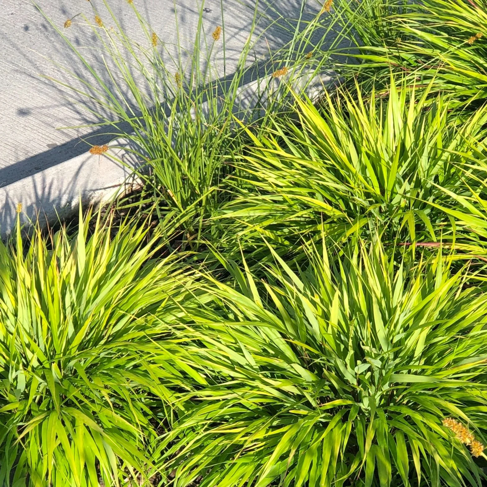 Seattle Waterfront Perennials — Land Morphology