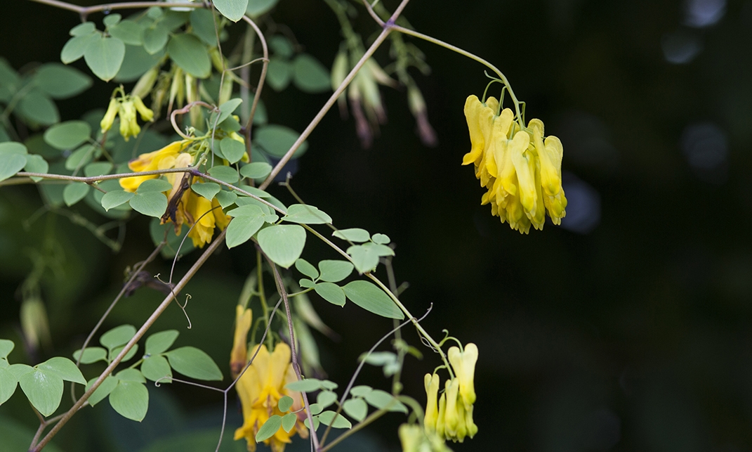 Another Perfect Plant: Golden Tears Vine — Land Morphology
