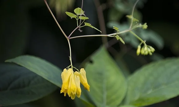 Another Perfect Plant: Golden Tears Vine — Land Morphology