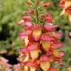 Another Perfect Plant: Digiplexis 'Illumination Flame' — Land Morphology