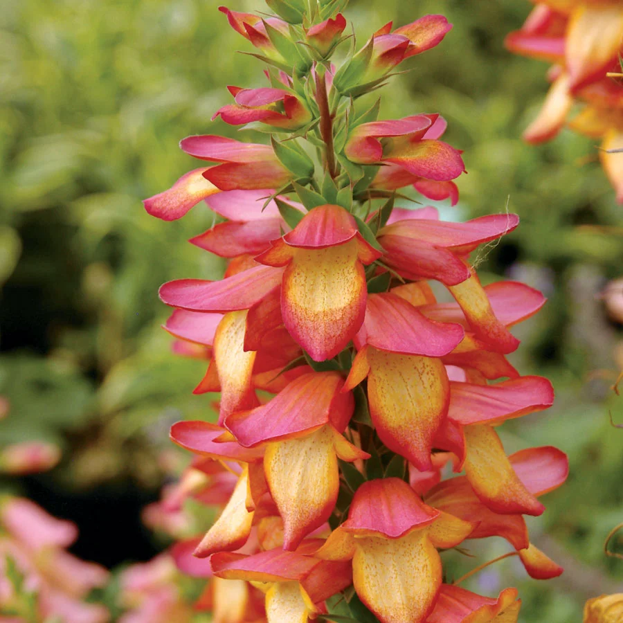 Another Perfect Plant: Digiplexis 'Illumination Flame' — Land Morphology