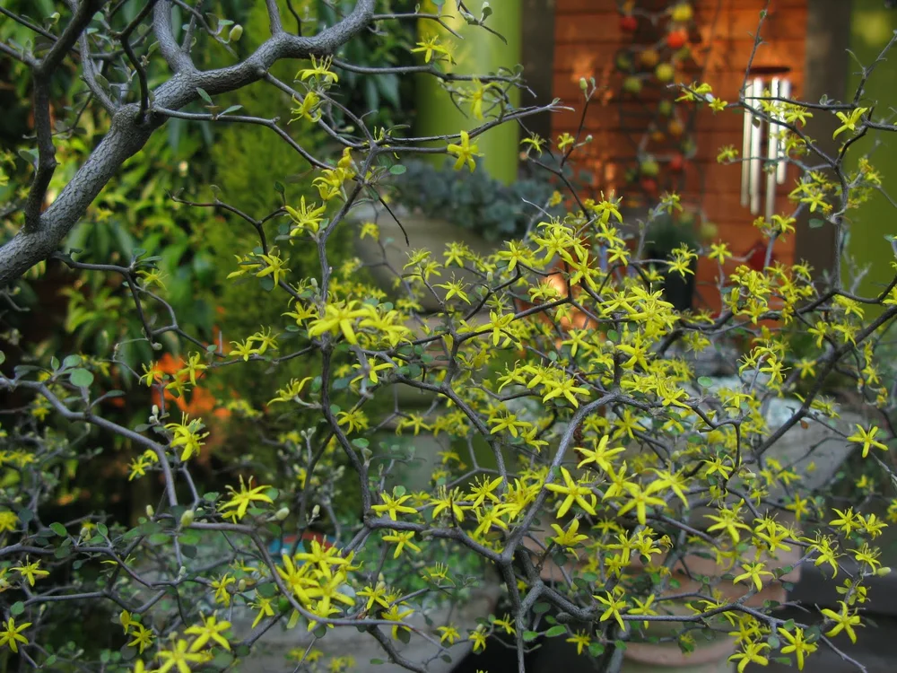 Another Perfect Plant: Wire Netting Bush — Land Morphology