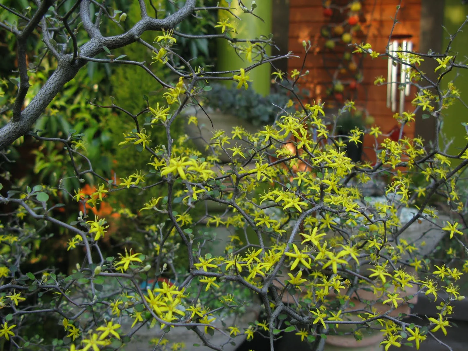 Another Perfect Plant: Wire Netting Bush — Land Morphology