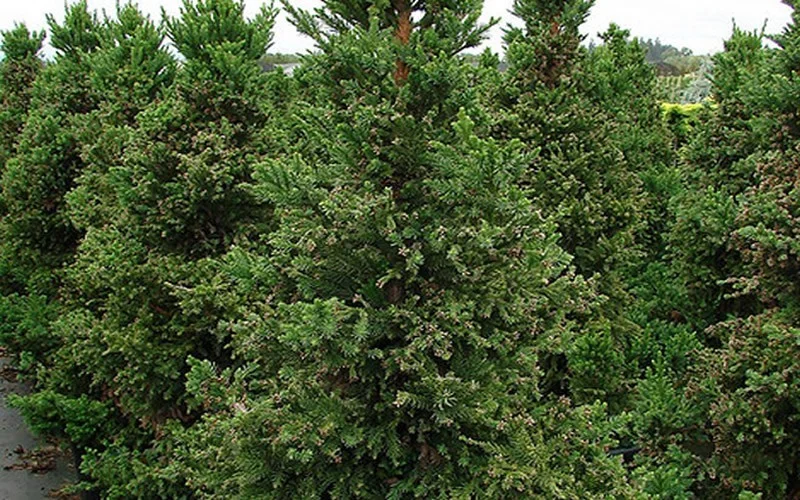 Another Perfect Plant: Cryptomeria japonica ‘Black Dragon’ — Land Morphology