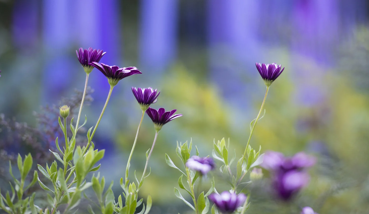 Purple Daisy Headers