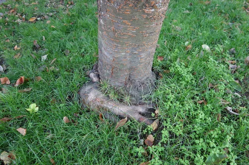 The Cost of Landscape Design and Construction — Land Morphology