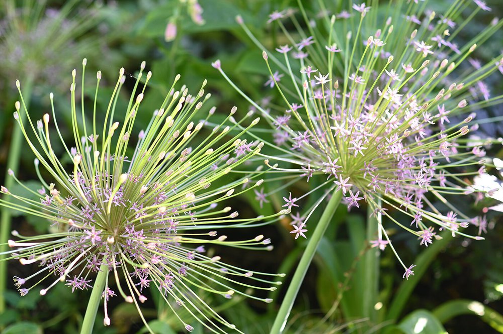 All About Allium — Land Morphology