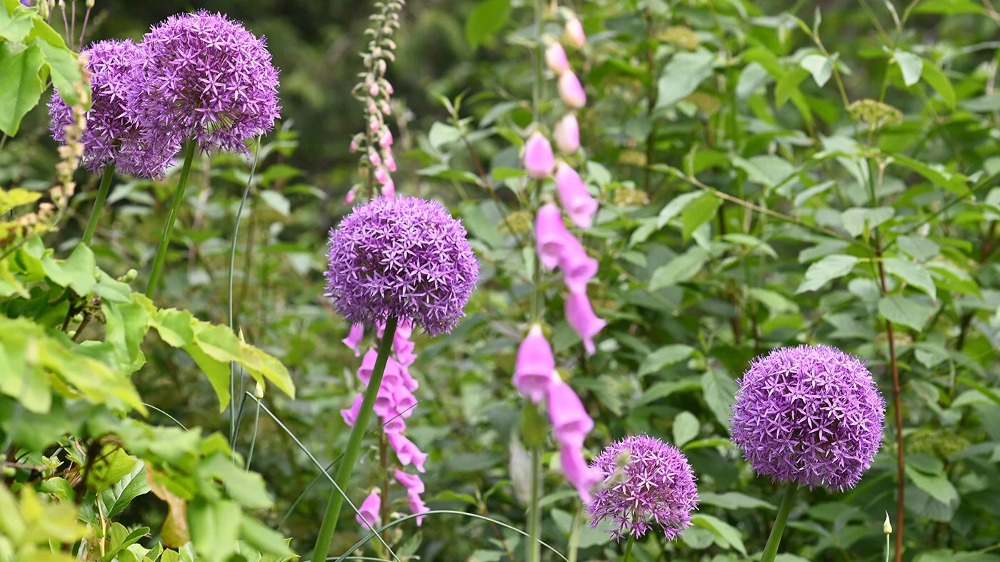 All About Allium — Land Morphology
