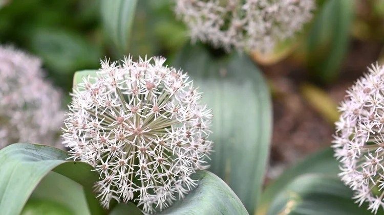 All About Allium — Land Morphology