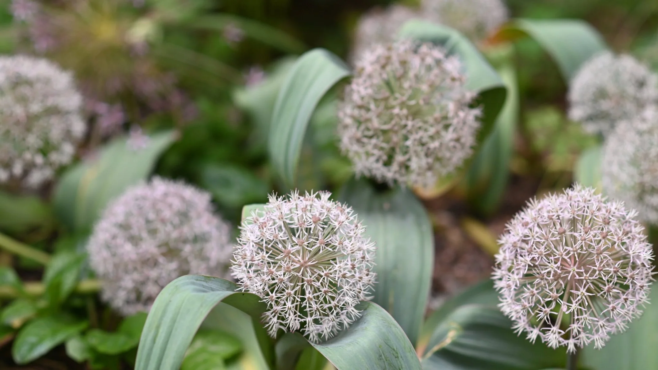 All About Allium — Land Morphology
