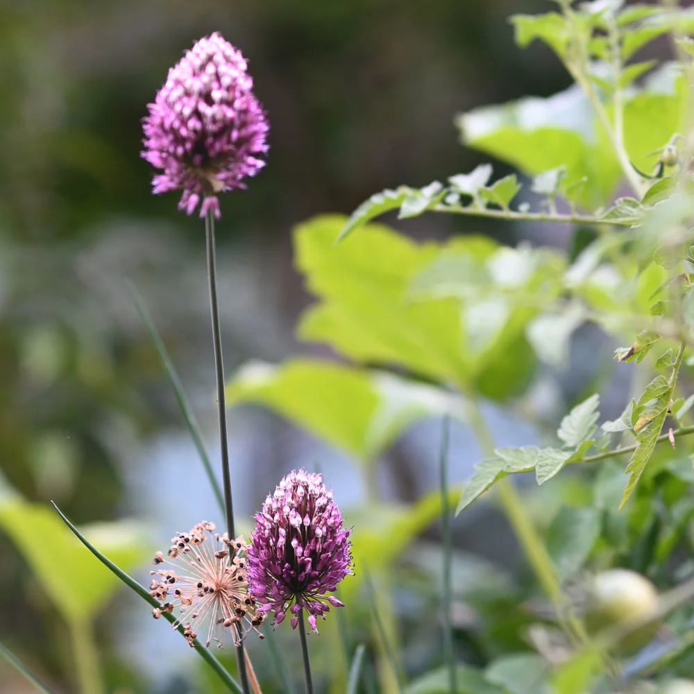 All About Allium — Land Morphology