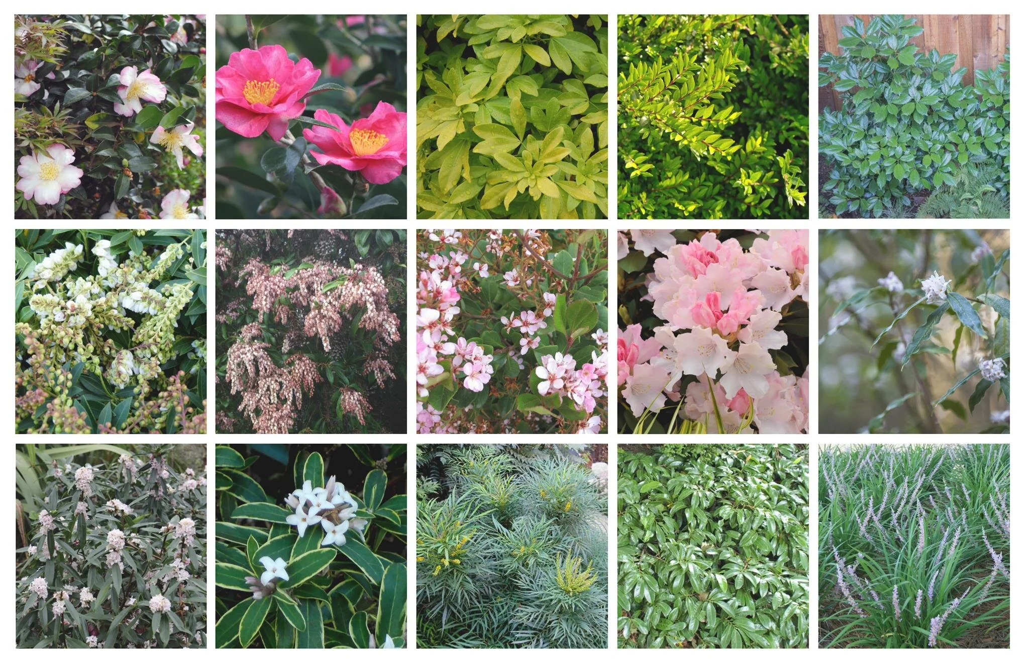 A Stroll Around the Green: Plants of the Village Green at University ...