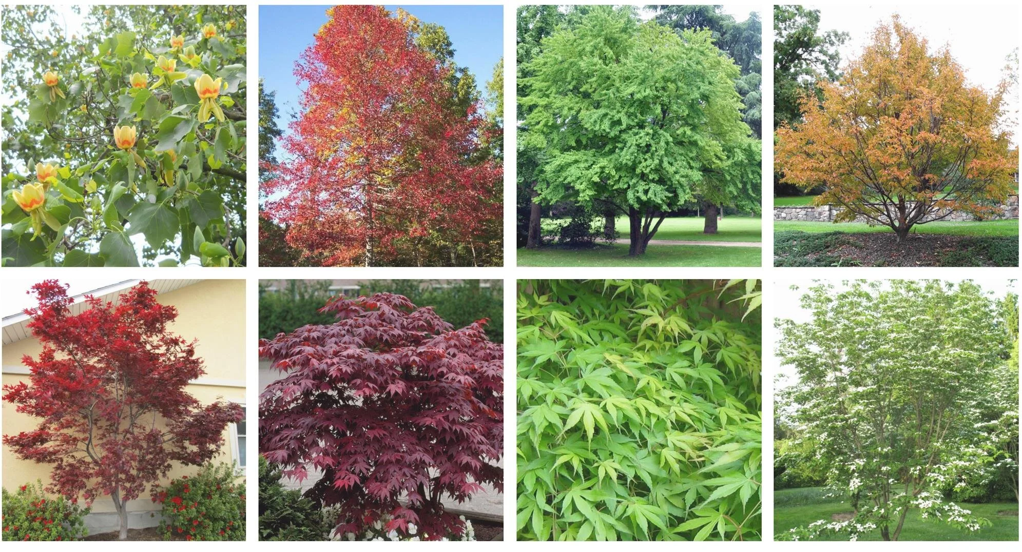 A Stroll Around the Green: Plants of the Village Green at University ...