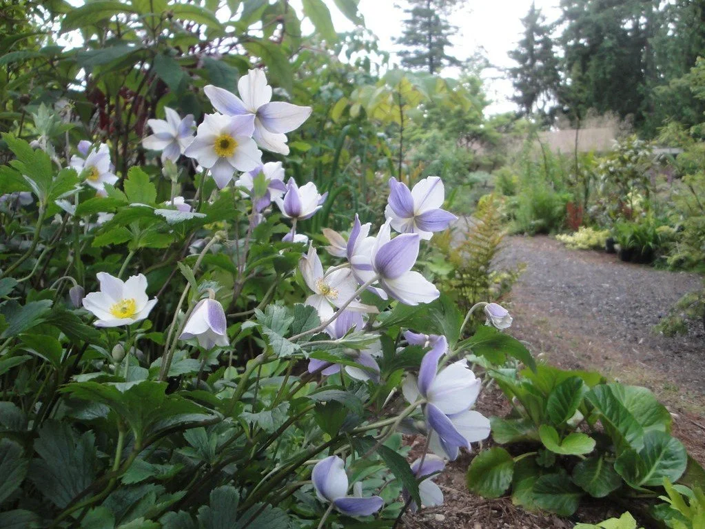 Another Perfect Plant: Japanese Anemones — Land Morphology