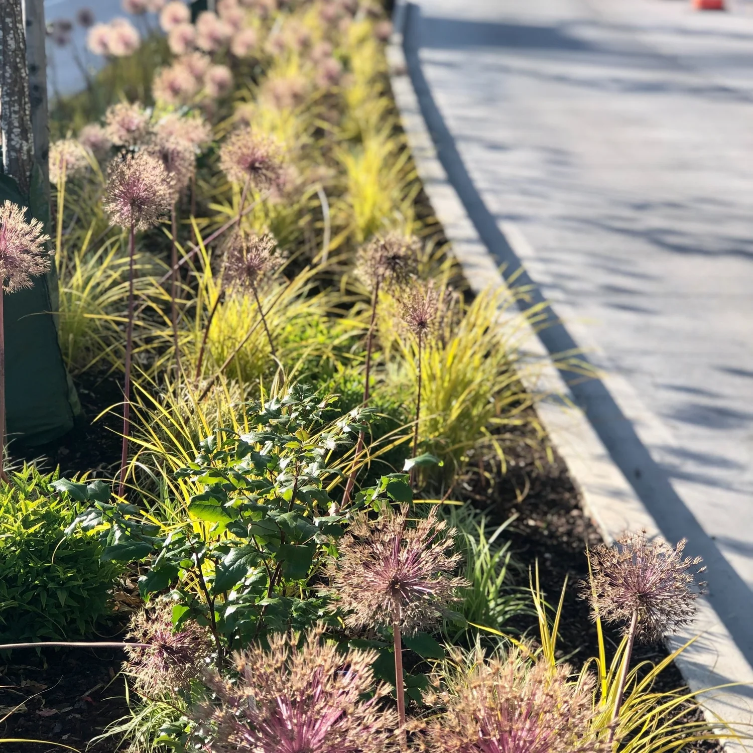 Seattle Waterfront Perennials — Land Morphology