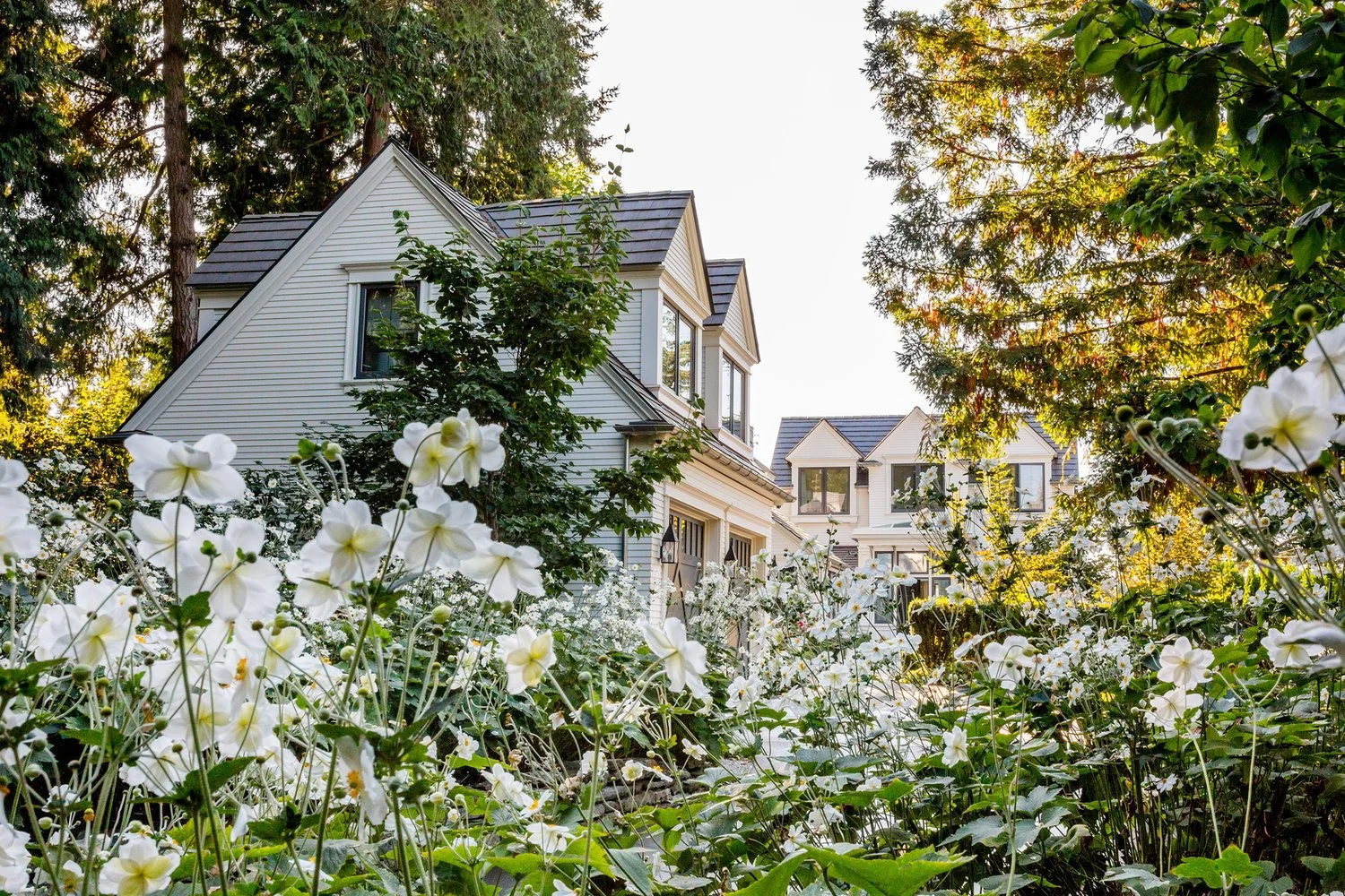 Another Perfect Plant: Japanese Anemones — Land Morphology
