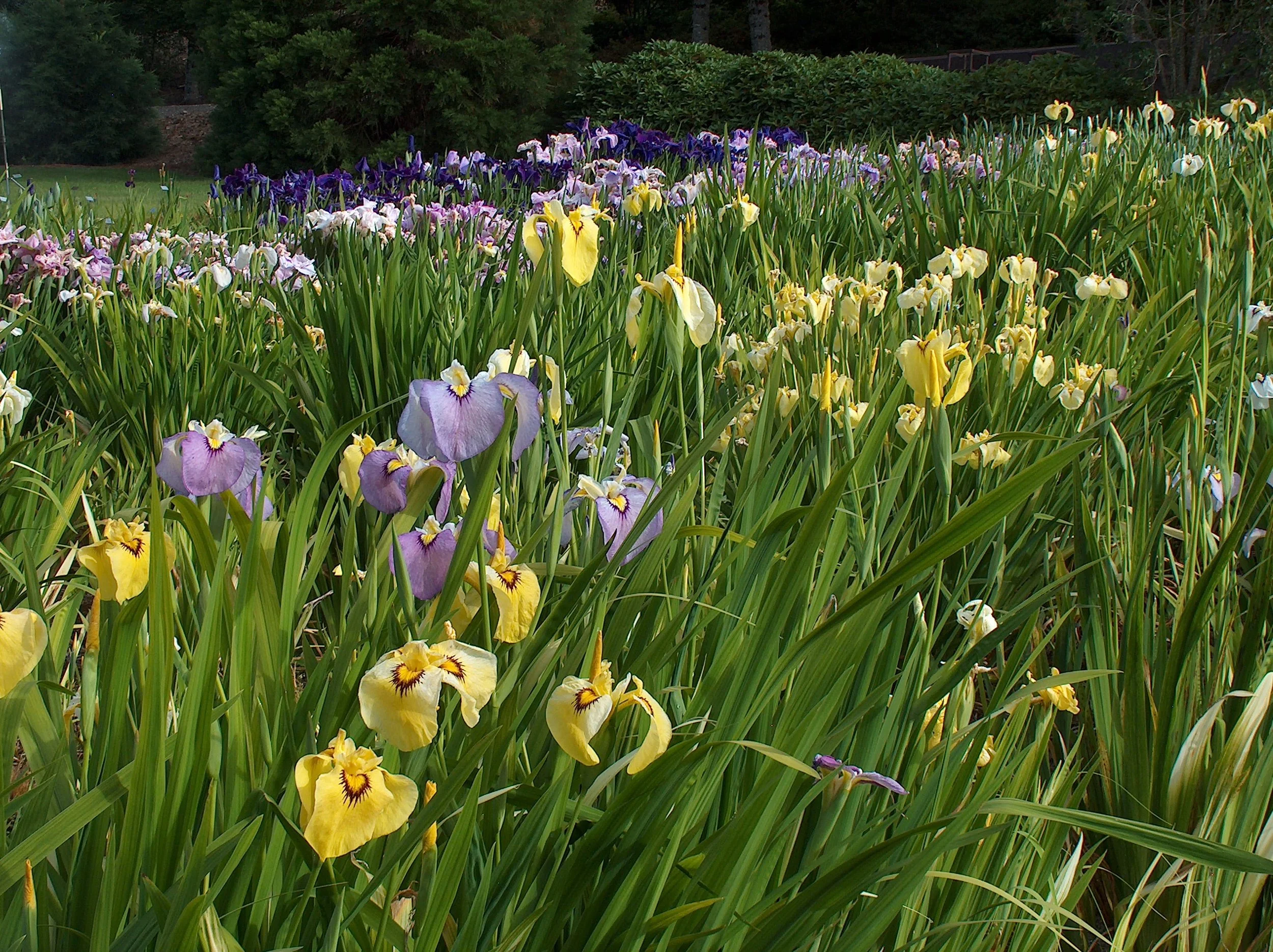 Another Perfect Plant: Iris pseudata — Land Morphology