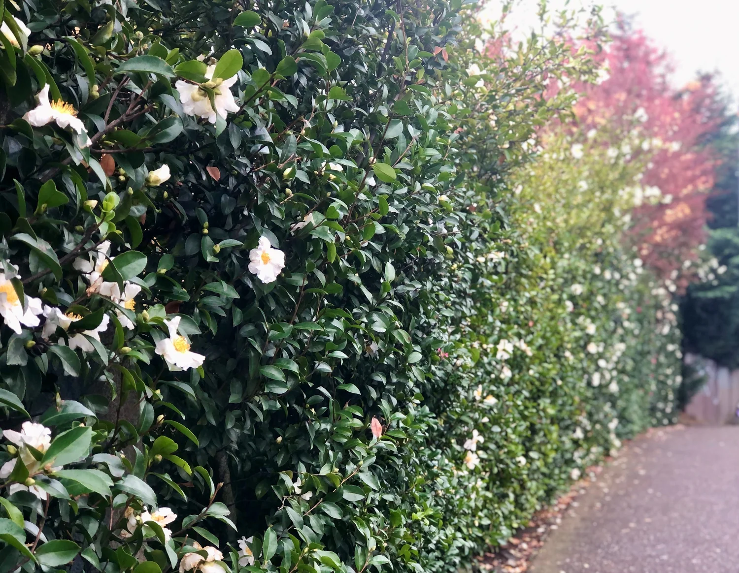 Another Perfect Plant: Sasanqua camellias — Land Morphology