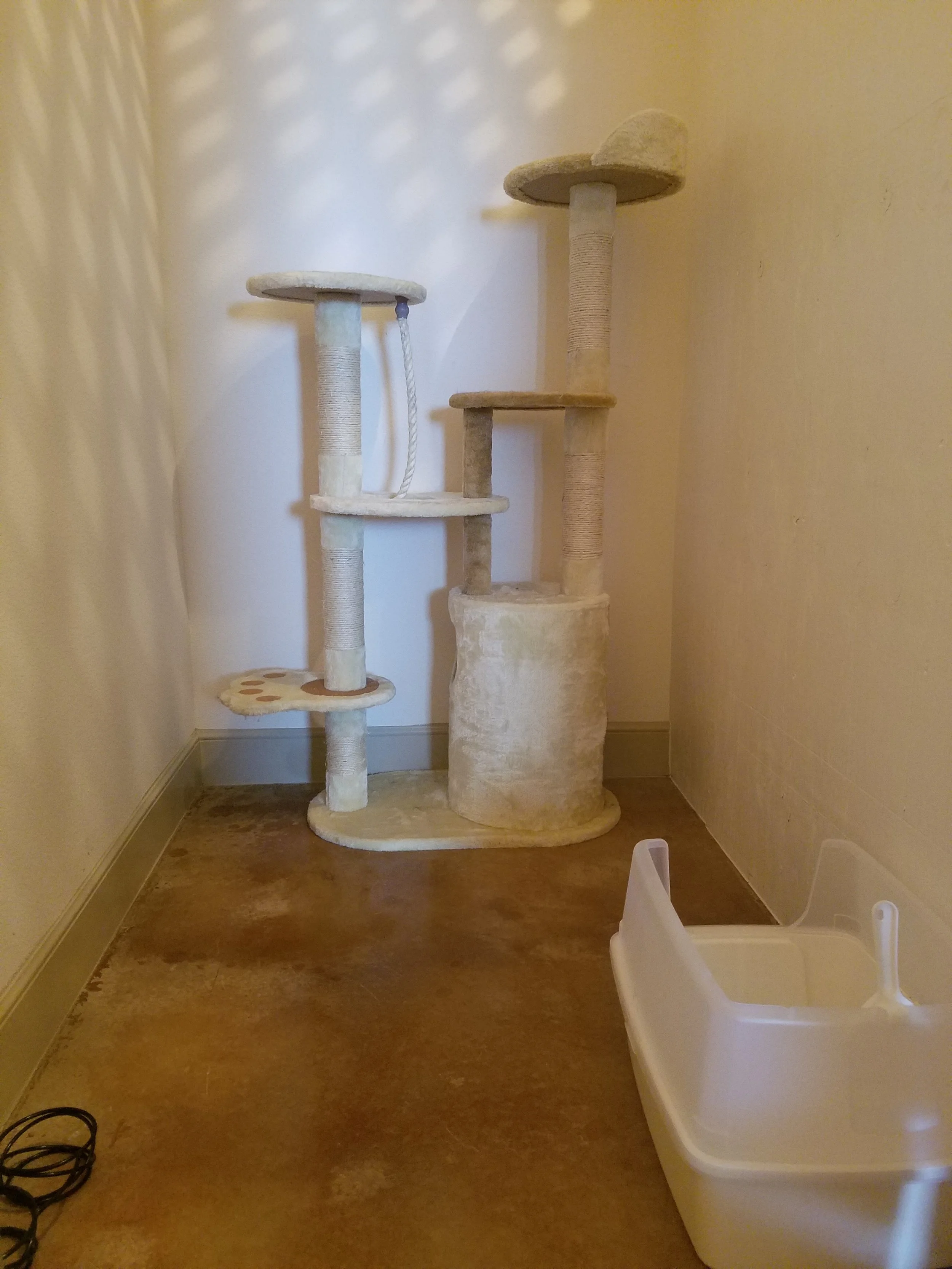 Cat Boarding — Suite Life Pet Resort & Spa