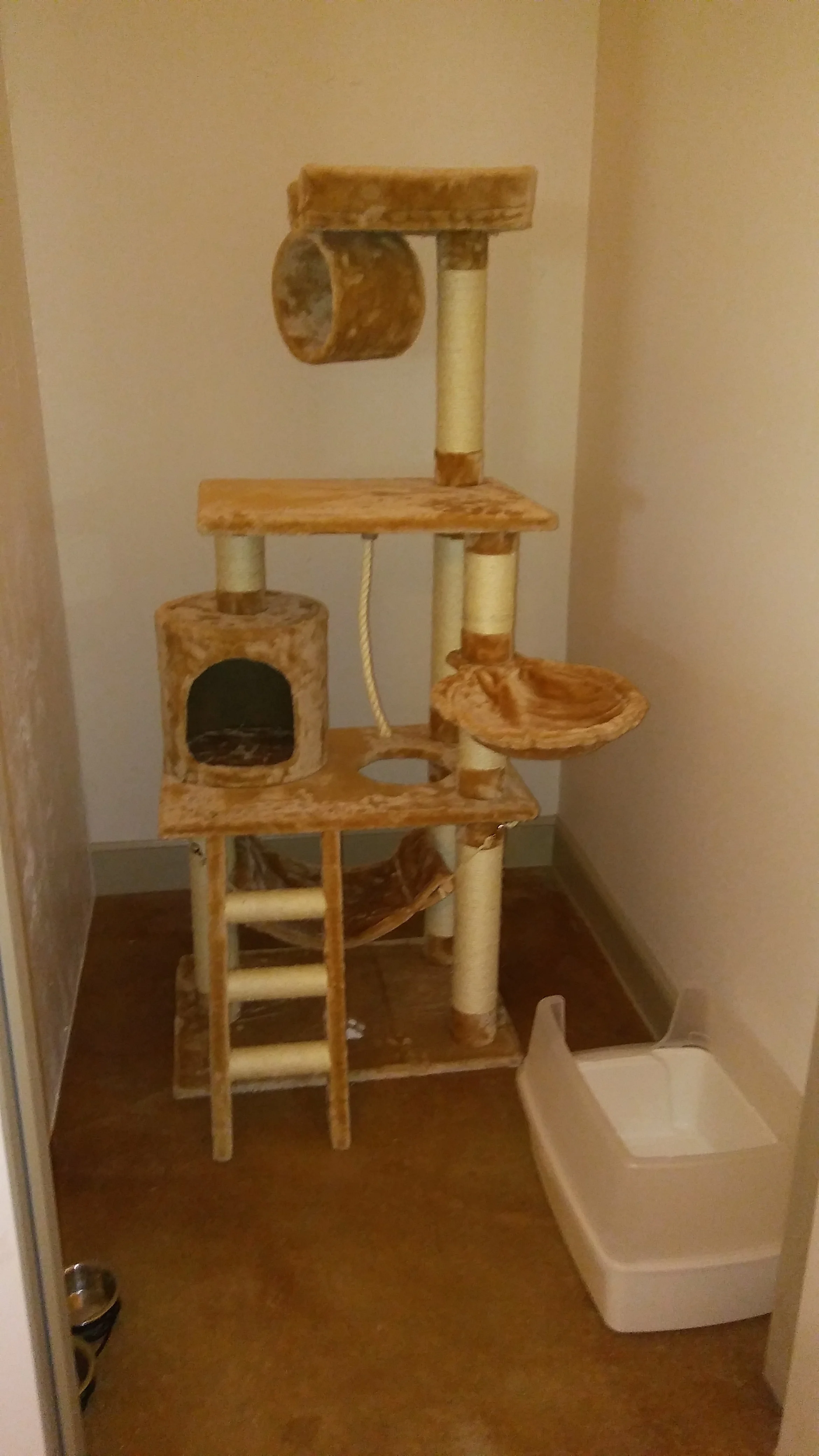 Cat Boarding — Suite Life Pet Resort & Spa