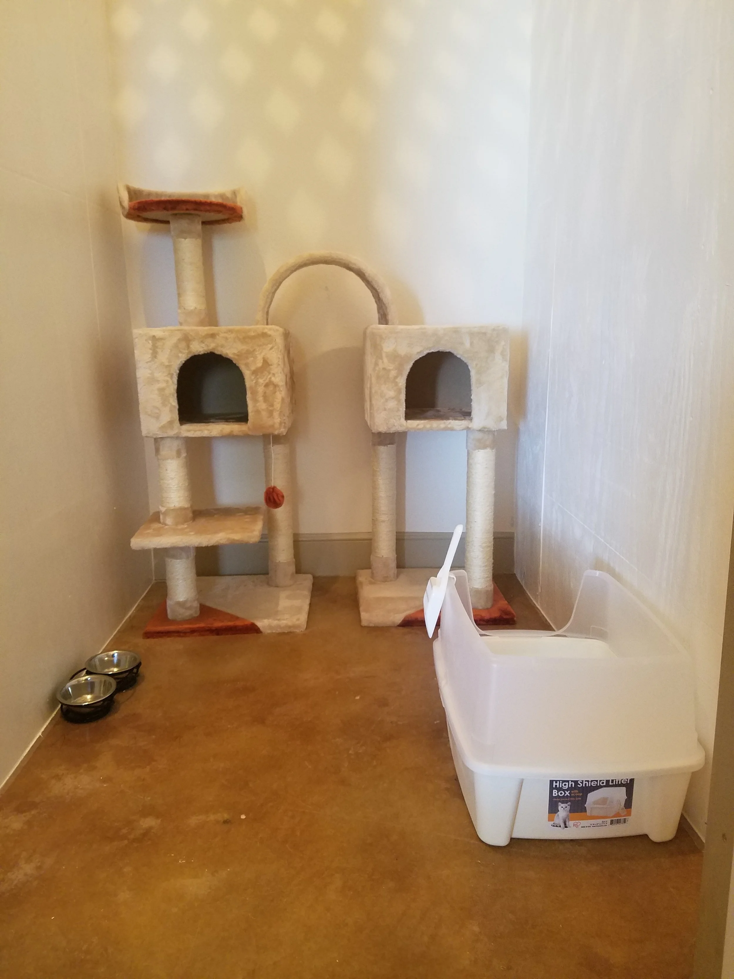 Cat Boarding — Suite Life Pet Resort & Spa