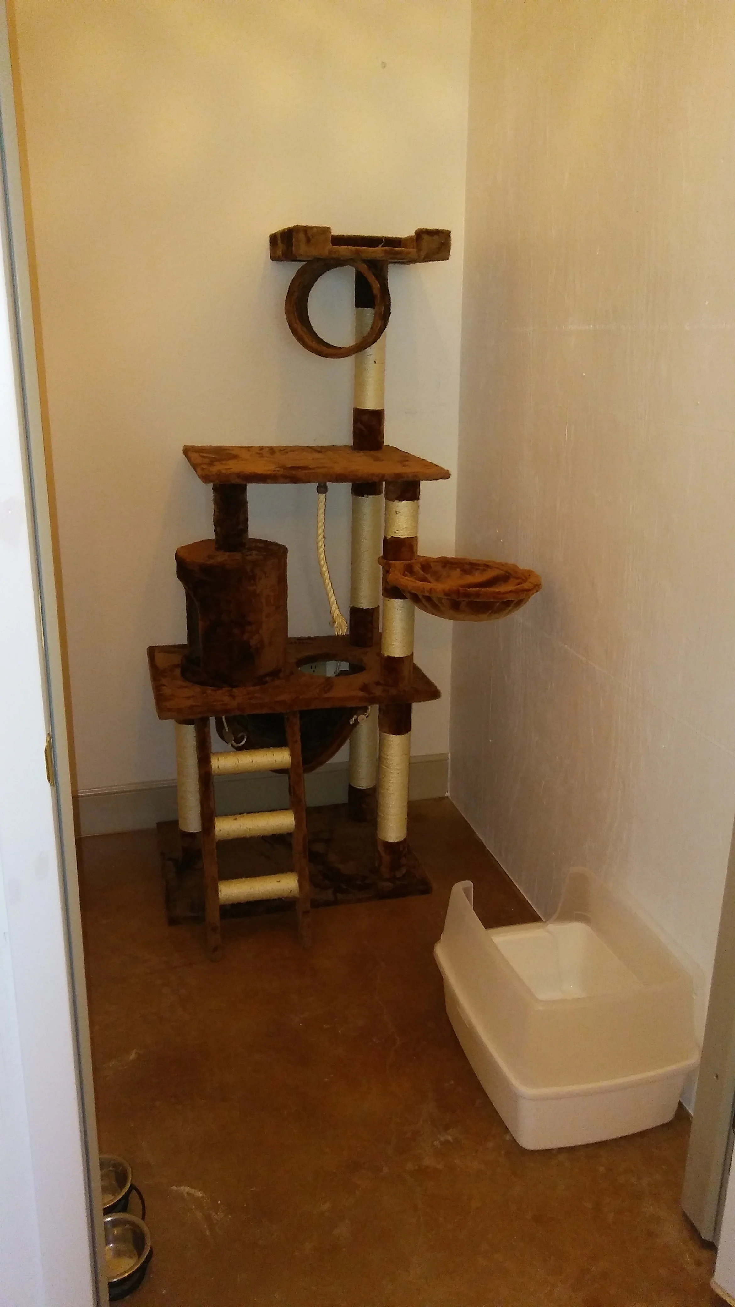 Cat Boarding — Suite Life Pet Resort & Spa