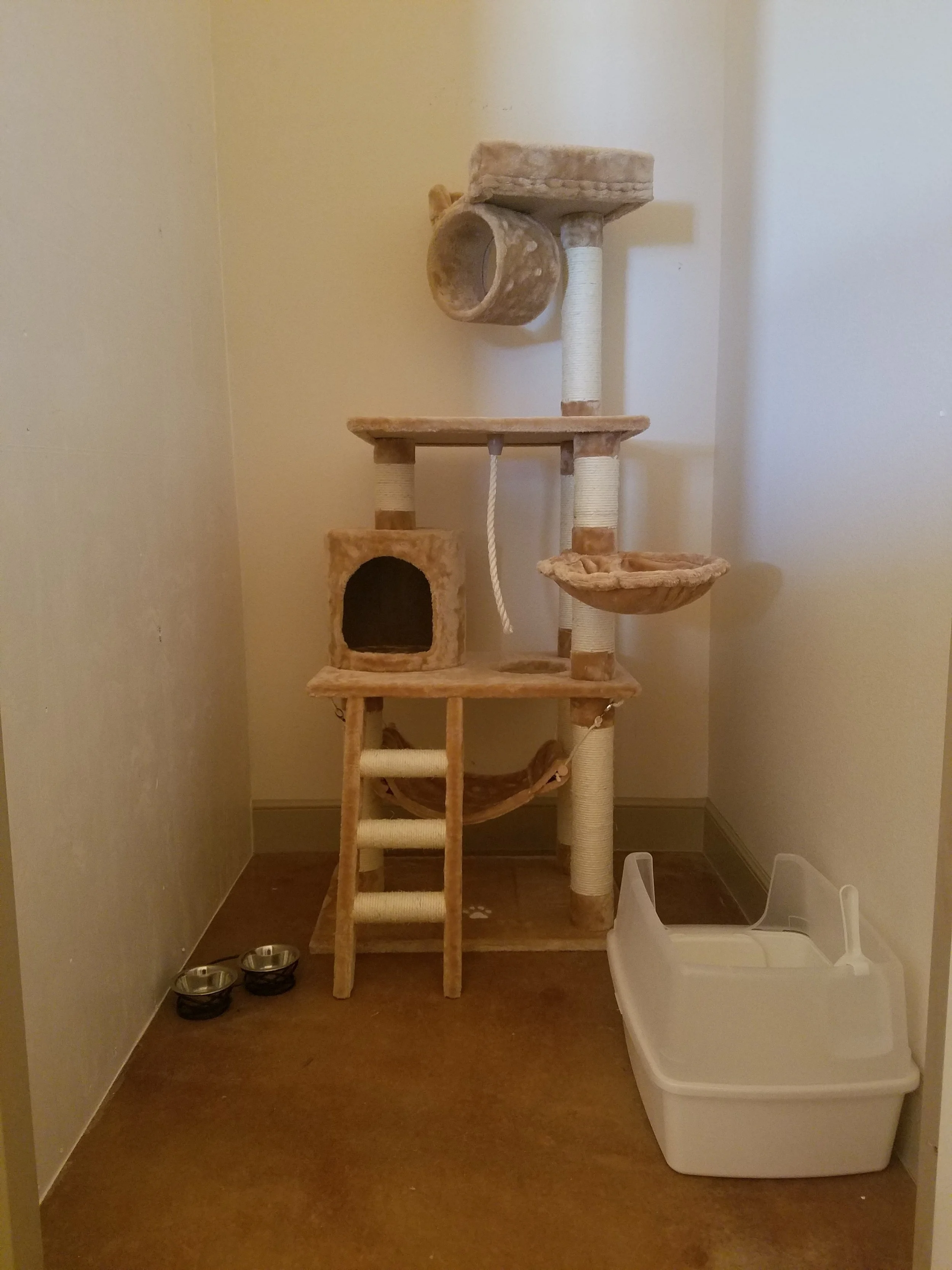 Cat Boarding — Suite Life Pet Resort & Spa