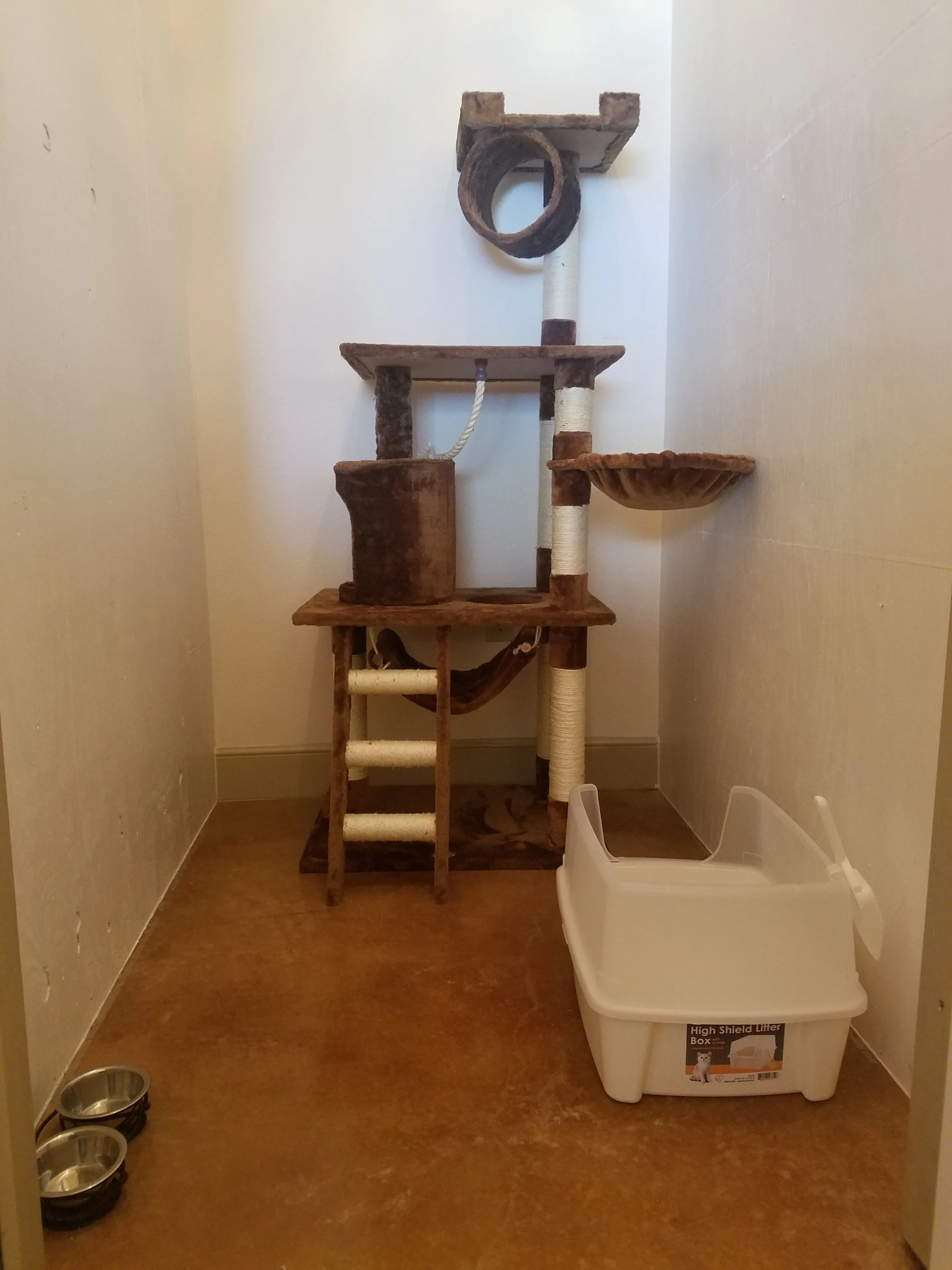 Cat Boarding — Suite Life Pet Resort & Spa