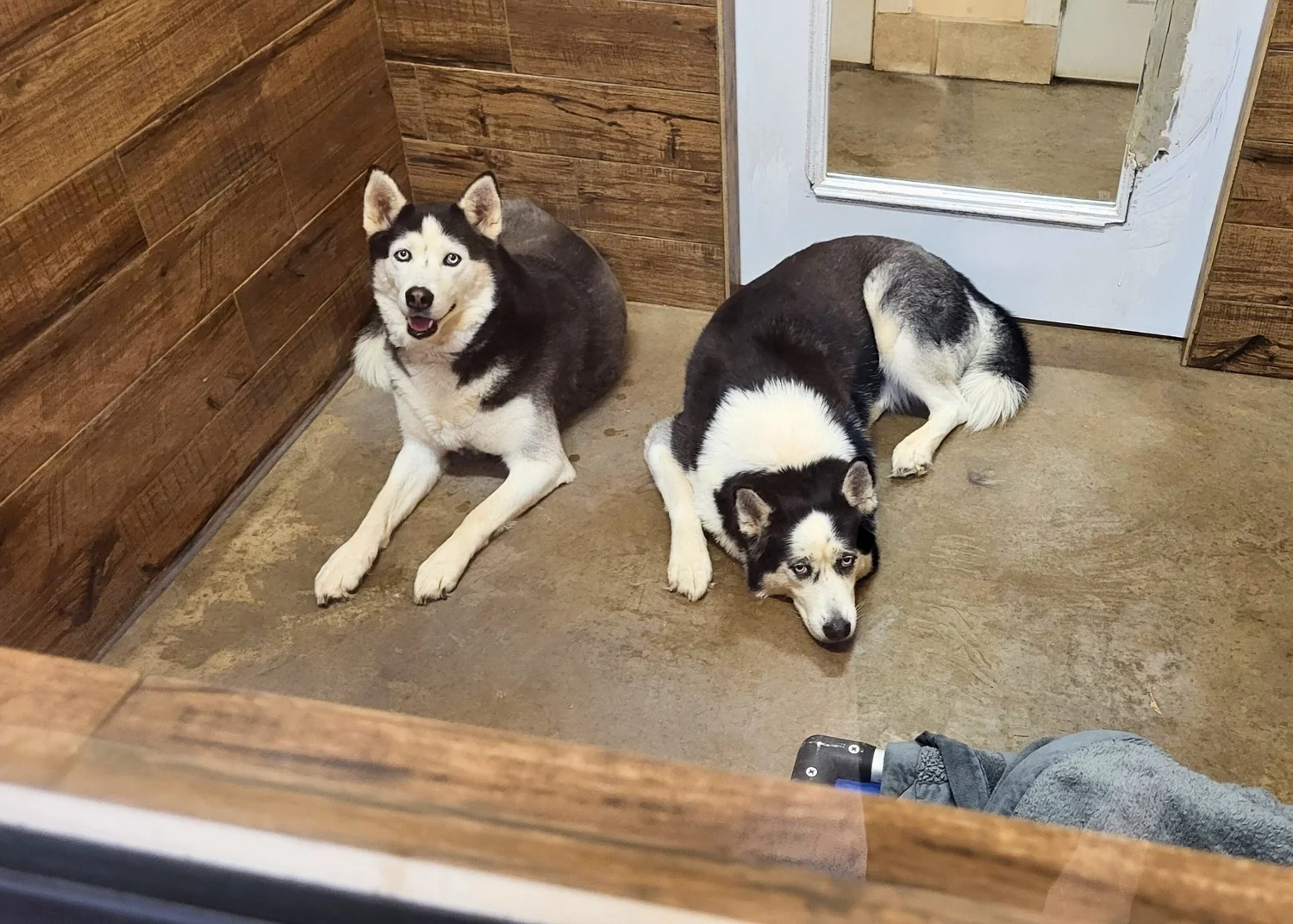 Dog Boarding — Suite Life Pet Resort & Spa