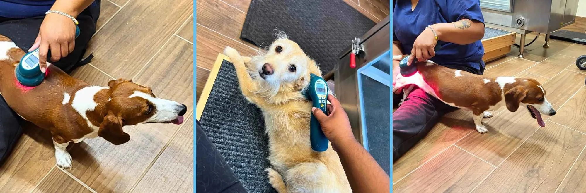 Cold Laser Therapy — Suite Life Pet Resort & Spa