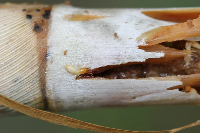 Formosan Termites Attack Sugarcane in St. John Parish — Louisiana Farm ...