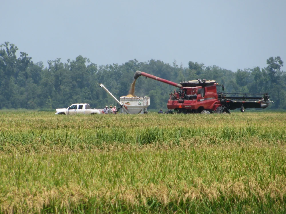 Rice Farming is Vital to Water Quality and Crawfish — Louisiana Farm ...