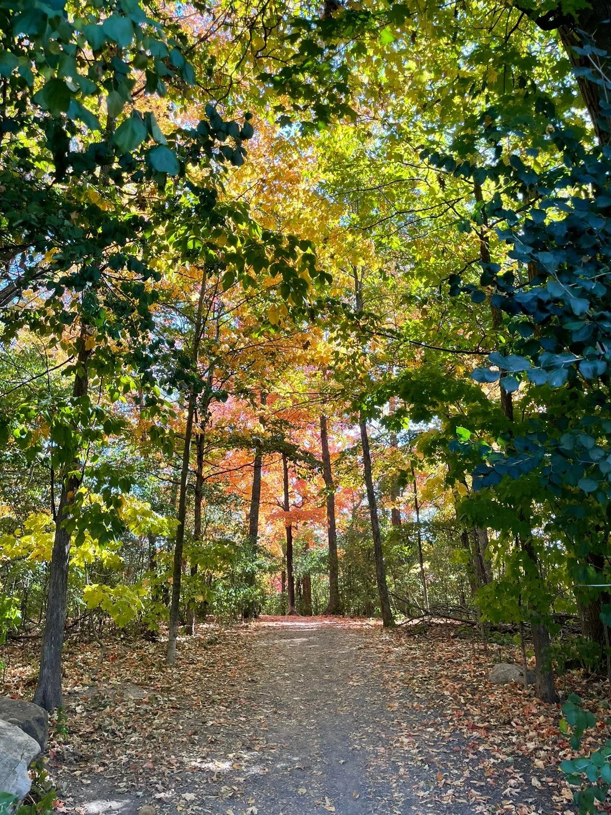 Traditional Chinese Medicine (TCM) Recipes for Autumn — saigon om