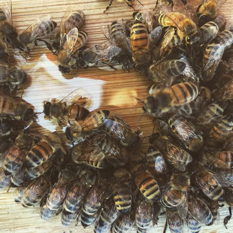 Can I feed bees sugar? — Honey Bee Wild